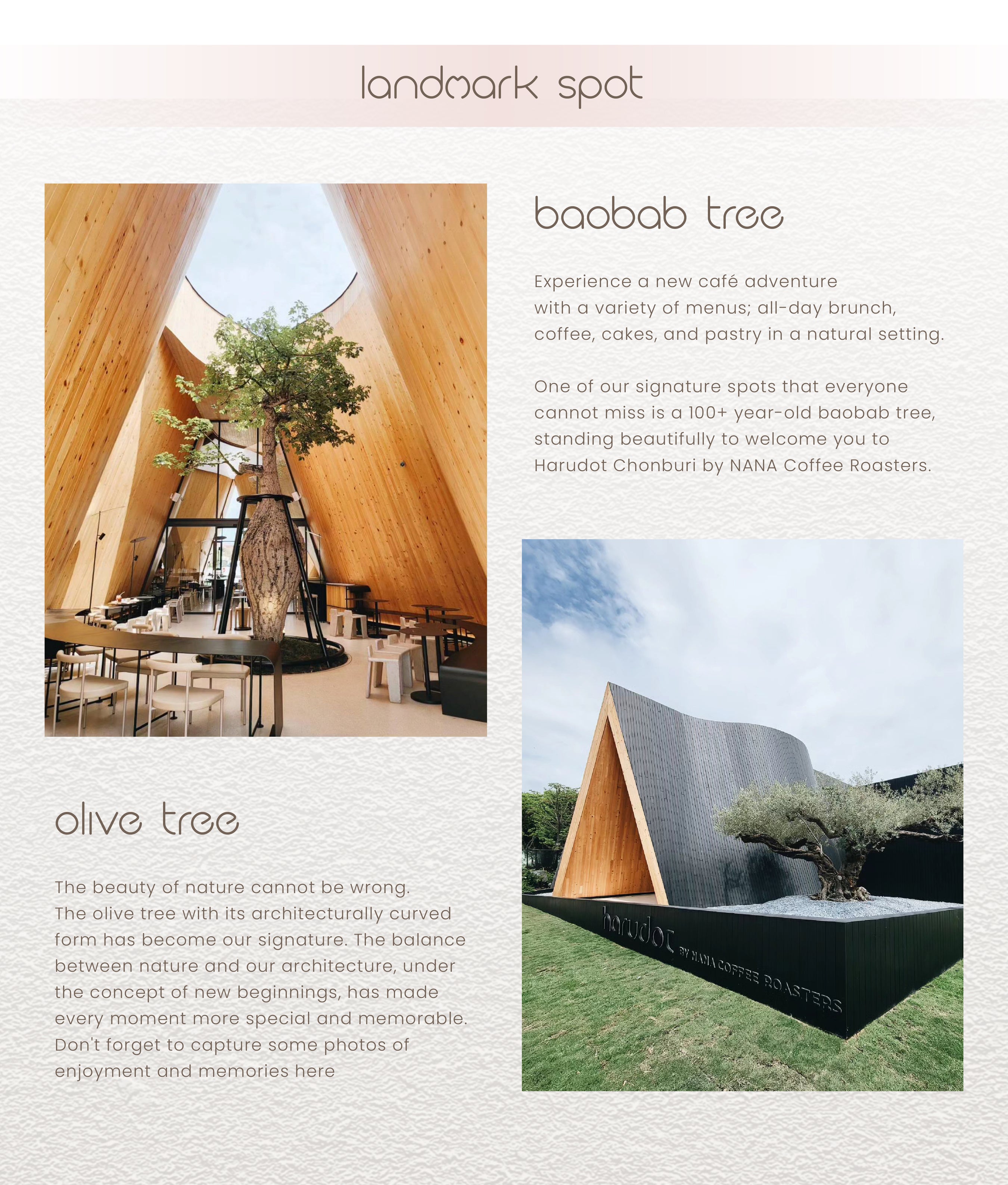 Harudot Chonburi by NANA Coffee Roasters – Nana Coffee Roasters